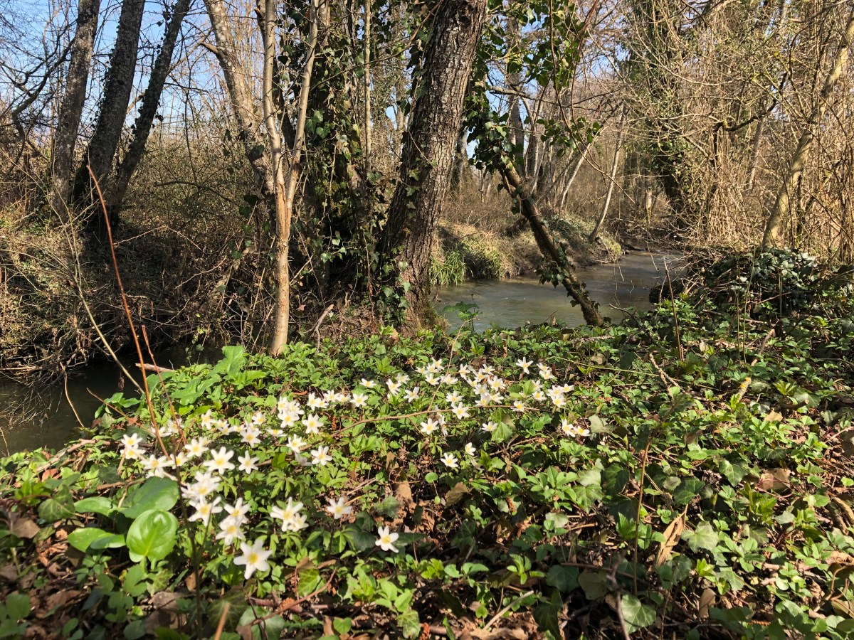 France: From Vesegnin to Pregnin – along Le Lion (river) | The Activity ...